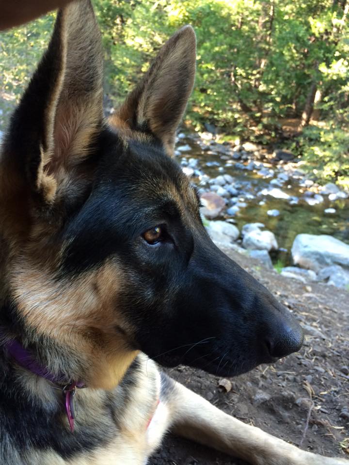 Go Pee Pee – Vampire Maman