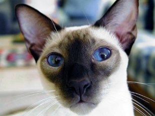 siamesepicture – Vampire Maman