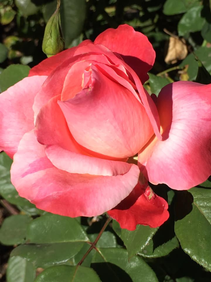 Capitol Roses – Vampire Maman
